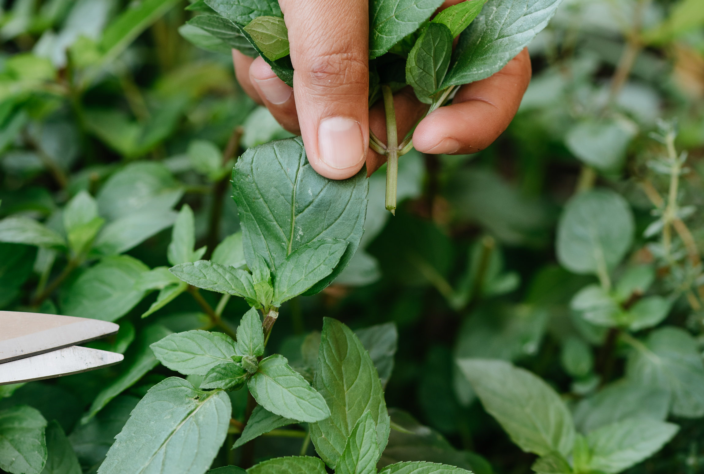 15+ Easy Ways to Use Fresh Mint Leaves | Elizabeth Rider